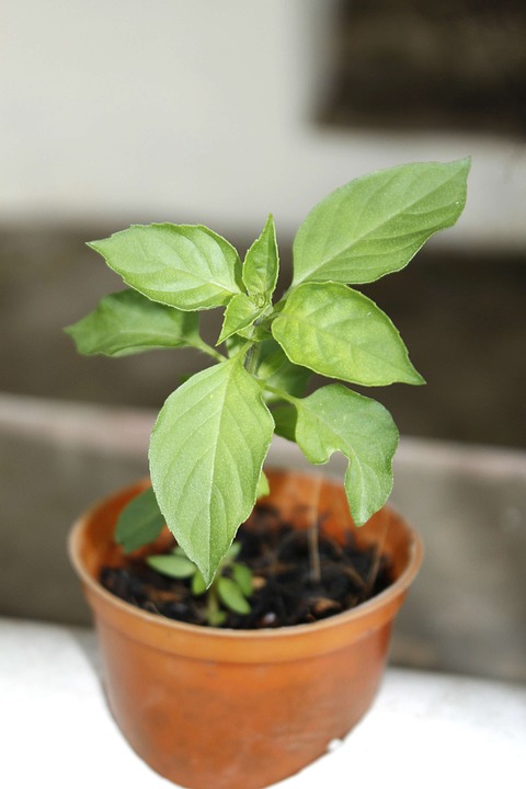 5 Ways to Use Basil - Texas Forest Country Living