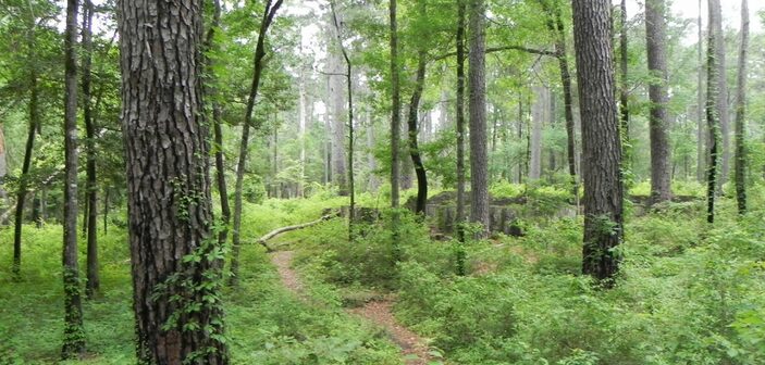 Arbor Day Free Tree Seedling Giveaway - Texas Forest Country Living