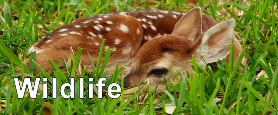 Go Wild at a Texas State Park - Texas Forest Country Living