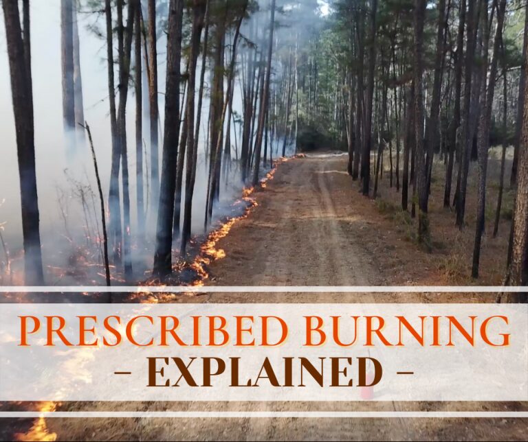 Prescribed Burning – Explained - Texas Forest Country Living