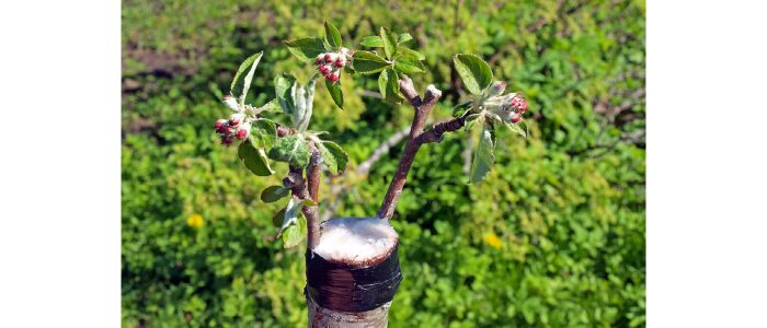 Grafting and Budding Fruit and Nut Trees - Texas Forest Country Living