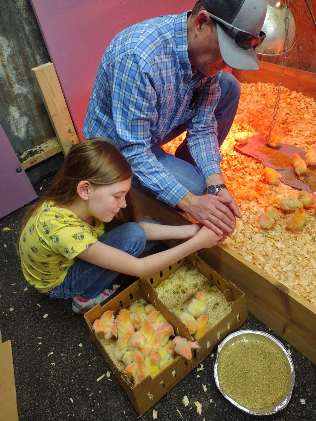 Forrest Family Raises Broilers for the Angelina County Fair | Texas ...