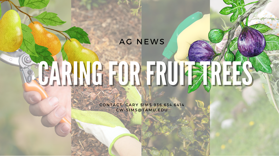 Caring for Fruit Trees - Texas Forest Country Living
