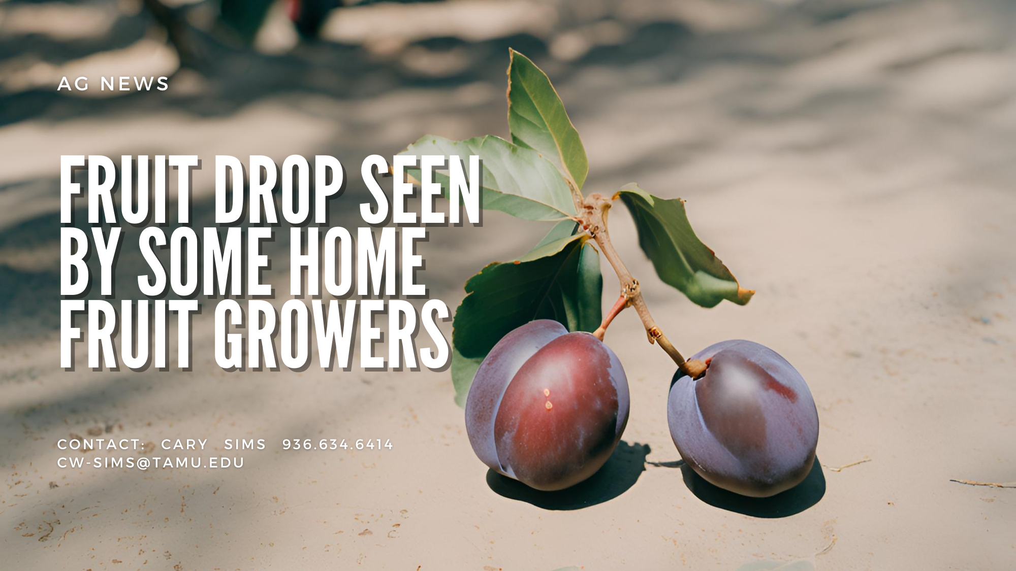 Fruit Drop Seen by Some Home Fruit Growers | Texas Forest Country Living