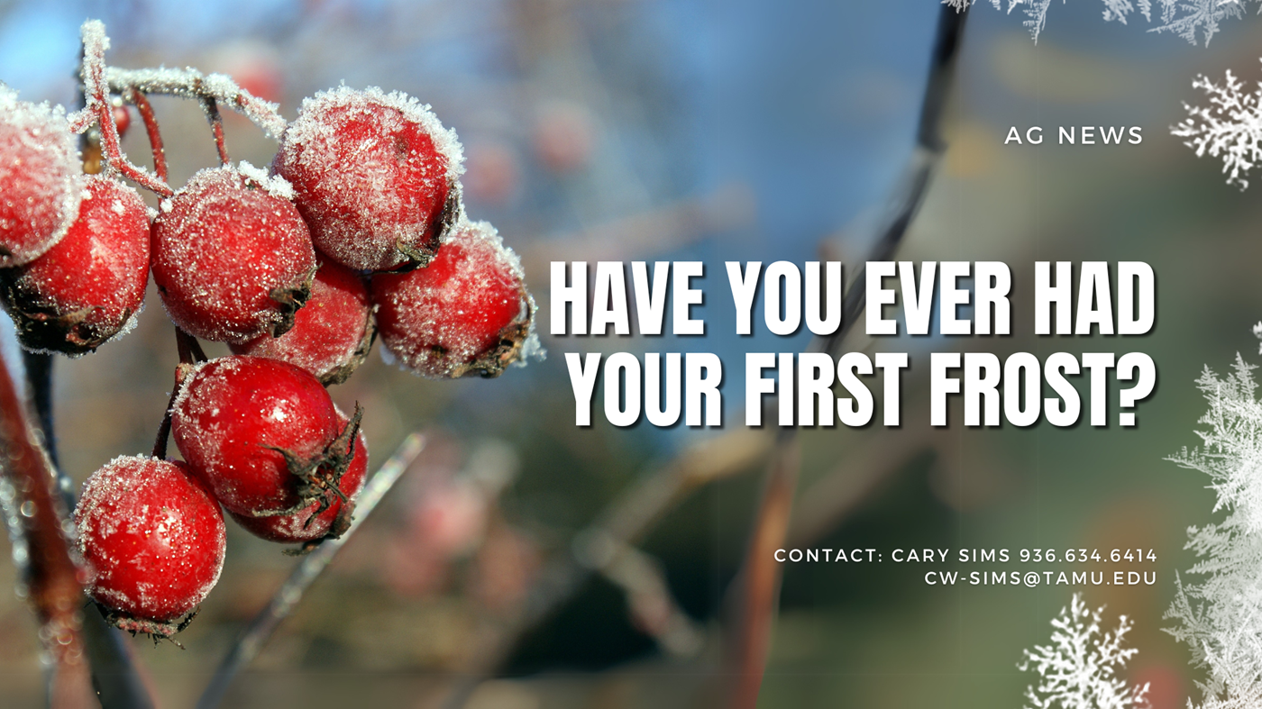 Have You Had Your First Frost? - Texas Forest Country Living