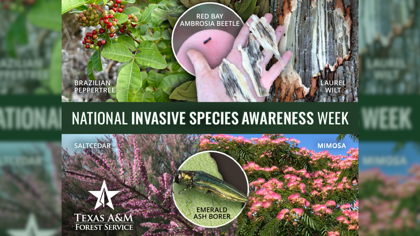 Mitigating The Impacts of Invasive Species in Texas - Texas Forest ...