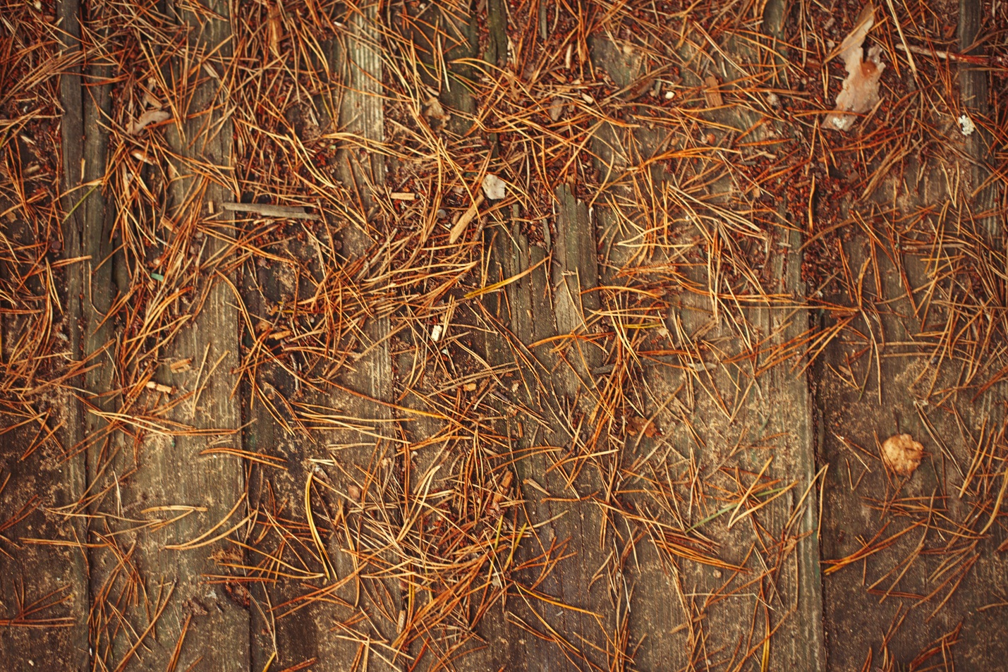 Mulching with Pine Straw - Texas Forest Country Living